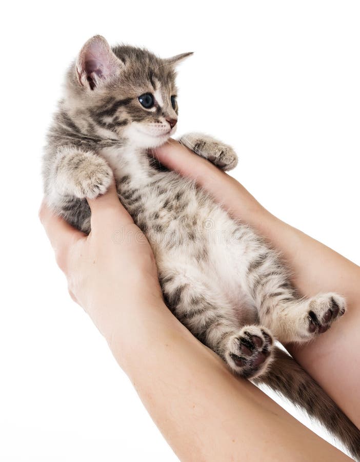 Kitten stock photo. Image of cute, milk, hands, natural - 40768544