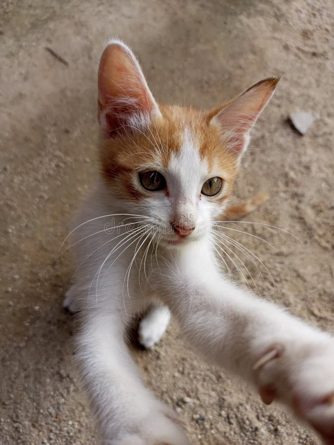 Kitten cute has angry stock image. Image of young, cute - 231800761