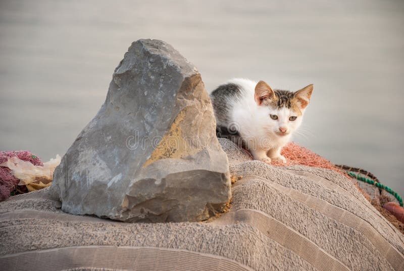 Kitten stock image. Image of open, portrait, little, hair - 35526873