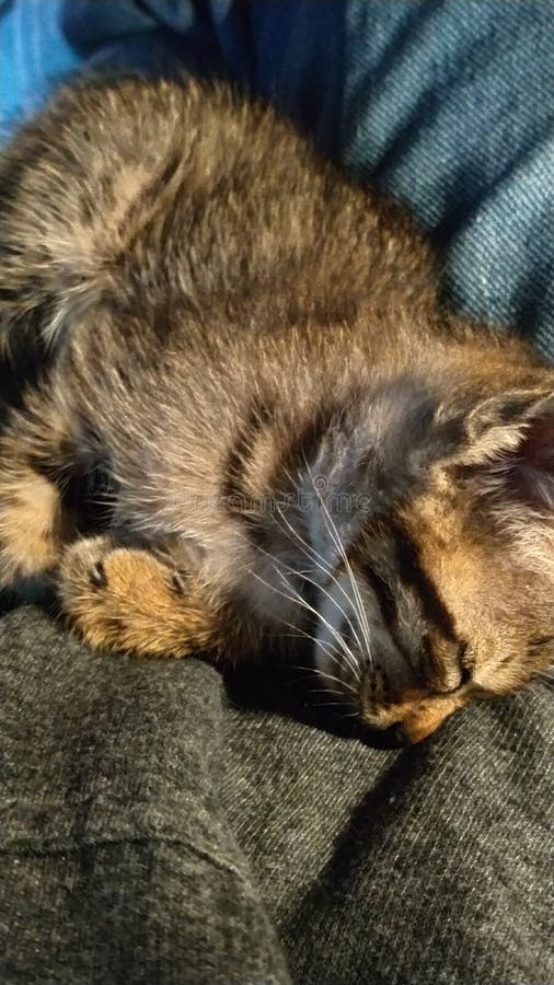 This kitten so cute right? stock photo. Image of animal - 262227384