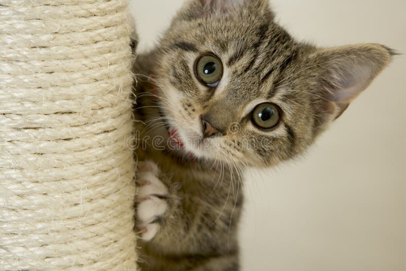 Kitten stock image. Image of close, camera, play, adorable - 114968329