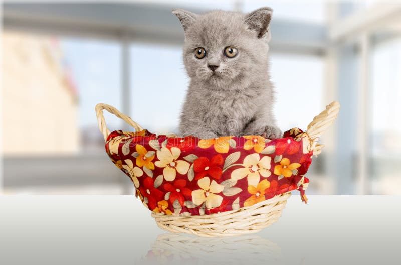 Kitten stock image. Image of group, objects, domestic - 60271003