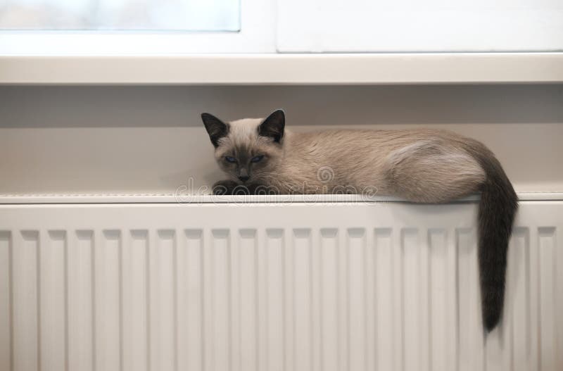 The Kitten is Dozing on a Warm Heating Radiator. Stock Photo - Image of ...