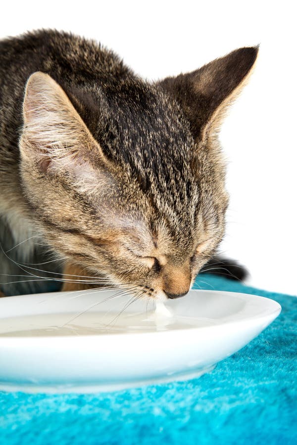 Kitten Drinking Milk Pink Tongue on Blue Soft Surface Stock Photo ...