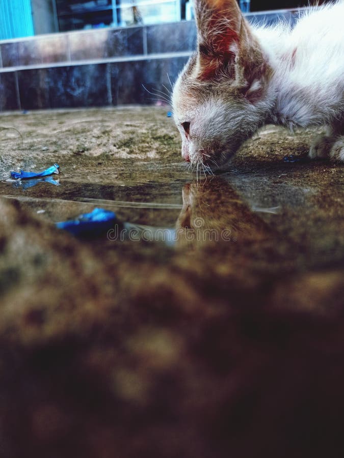 Kitten Drinking Water in a Puddle on the Road in Front of the House ...