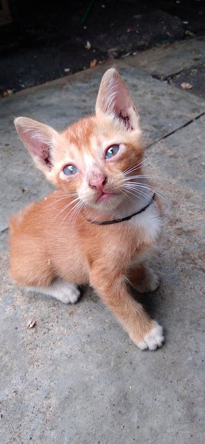 Kitten with Droopy Eyes Looks Cute. Stock Image - Image of cute, kitten ...