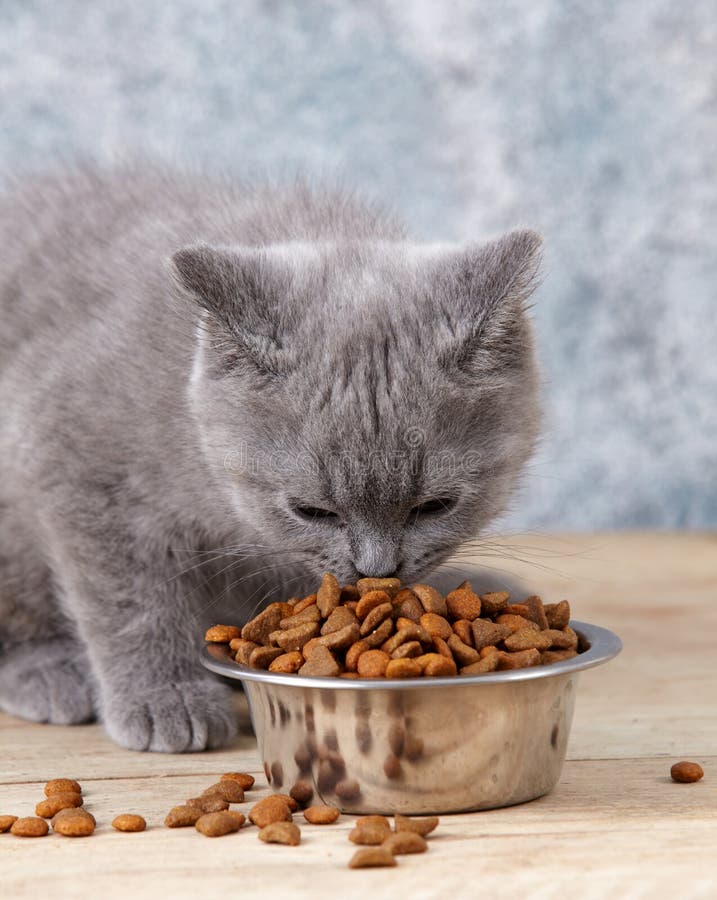 Cat eat dry food. stock image. Image of eating, fauna - 19318365
