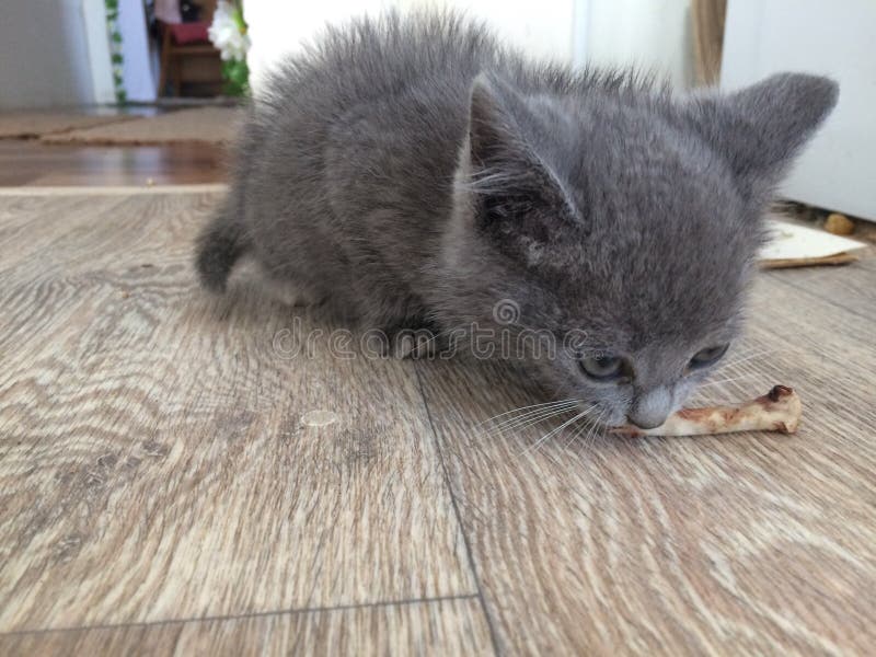 Kitten eating a bone stock image. Image of bone, eating - 98886523