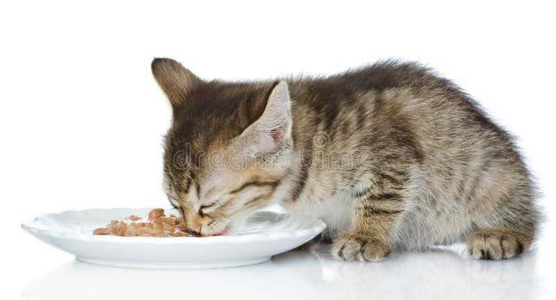 A Kitten is Eating from Bowl of Cat Food Stock Image - Image of hungry ...