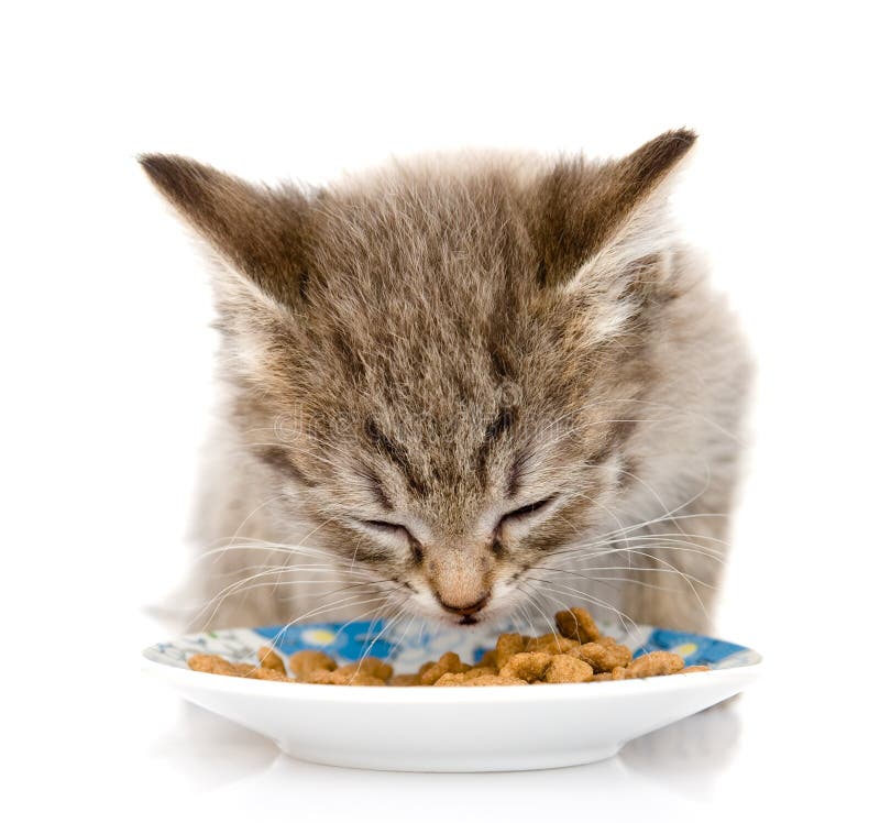 A Kitten is Eating from Bowl of Cat Food Stock Image - Image of hungry ...