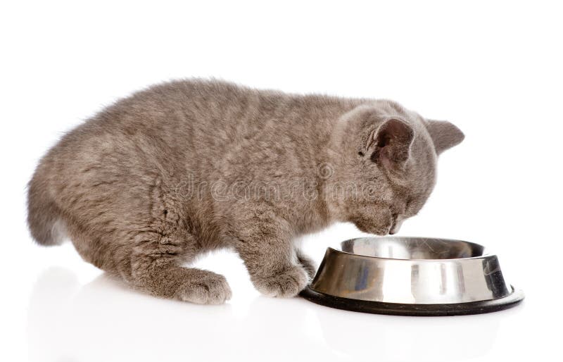 A Kitten is Eating from Bowl of Cat Food Stock Image - Image of hungry ...