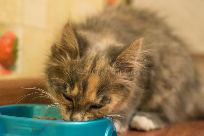 Kitten eating food stock image. Image of delicious, baby - 117466613