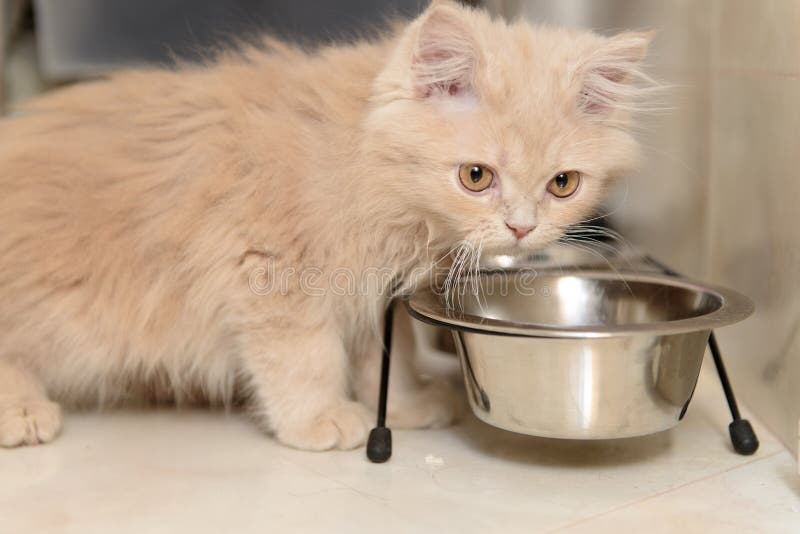 Kitten eating food stock image. Image of baby, feline - 35145599