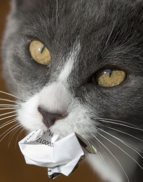 Kitten eating paper stock photo. Image of receipt, house - 11277450