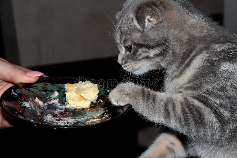 Kitten Eats Cake. the Cat Eats the Sweets Stock Image - Image of cool ...