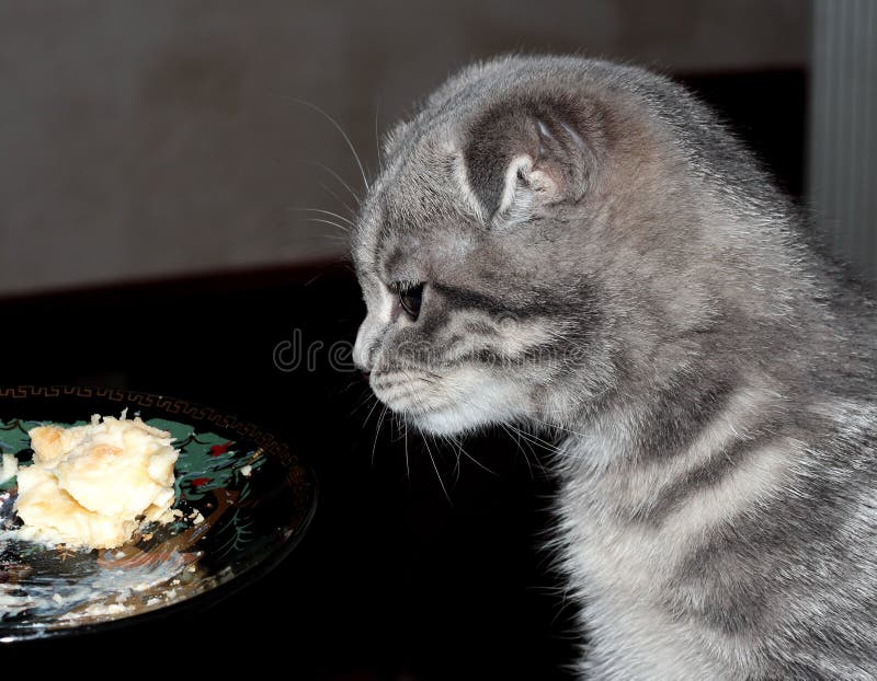 Kitten Eats Cake. the Cat Eats the Sweets Stock Image - Image of cool ...