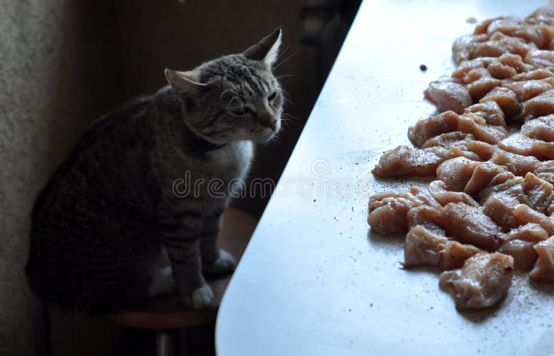 Kitten eats chicken fillet stock photo. Image of preparation - 43479680