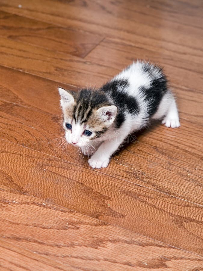 Kitten exploring stock image. Image of tiny, cute, innocent - 1733701