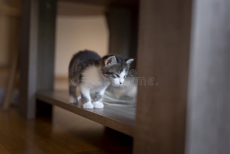 Kitten exploring stock image. Image of tiny, cute, innocent - 1733701