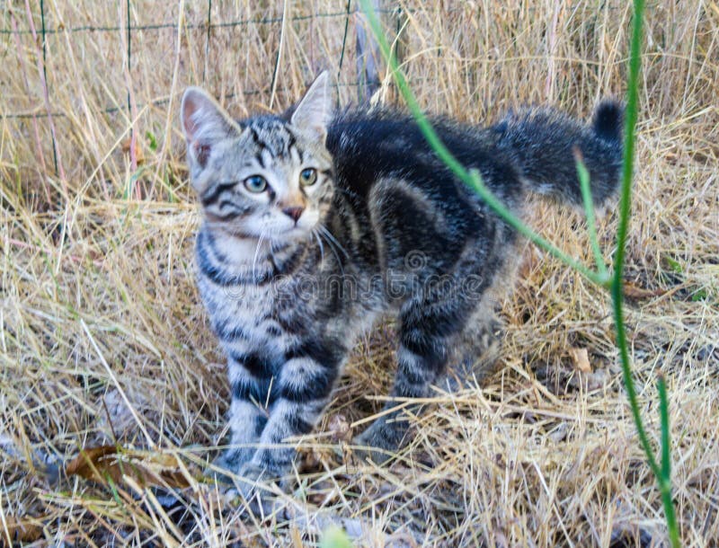 Kitten Exploring New Location Stock Image - Image of lawn, plant: 193964221