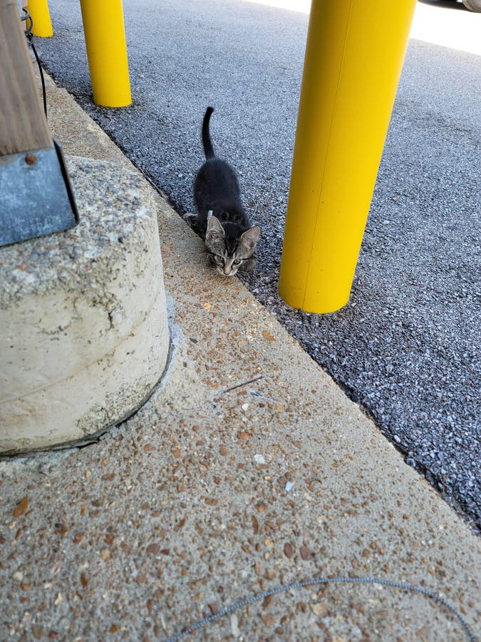 Kitten Exploring the Outside World Stock Image - Image of pole, outside ...