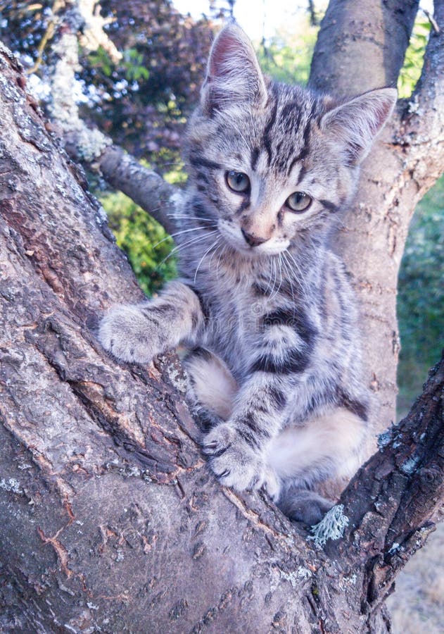 Kitten exploring a tree stock image. Image of mammal - 192827571
