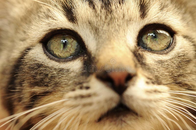 Kitten face stock photo. Image of sweet, detail, beauty - 25652734