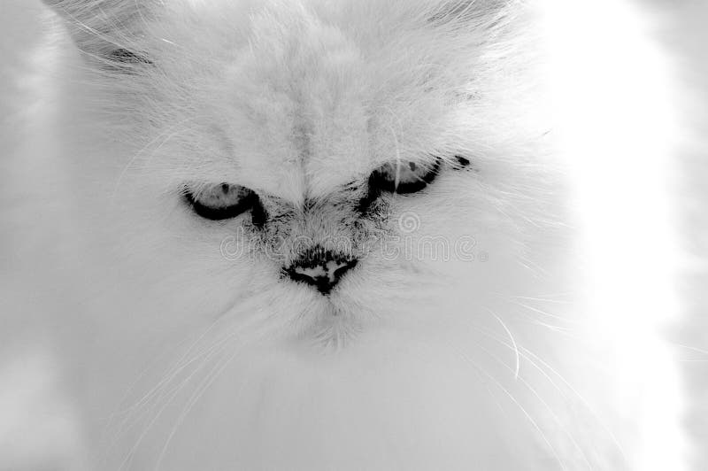 Kitten face stock photo. Image of close, fuzzy, breed, rare - 259068