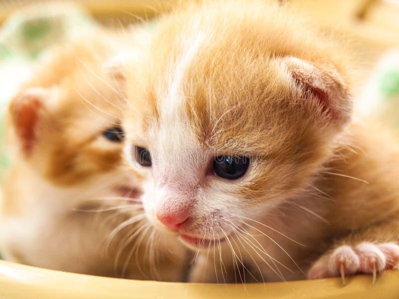 Kitten face stock image. Image of baby, closeup, mammal - 29046021
