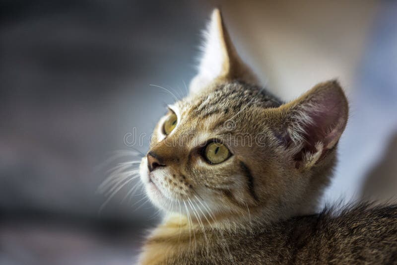 Kitten face close up stock image. Image of indoor, domesticated - 95679305