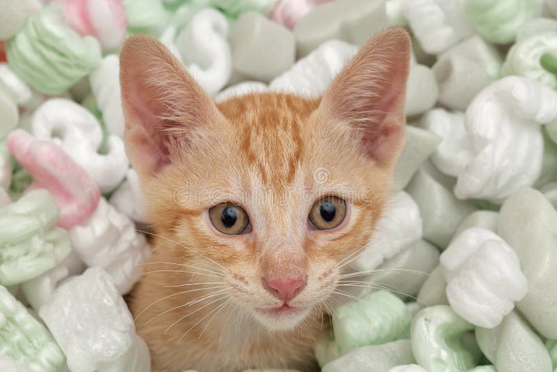 Kitten face stock photo. Image of sweet, detail, beauty - 25652734
