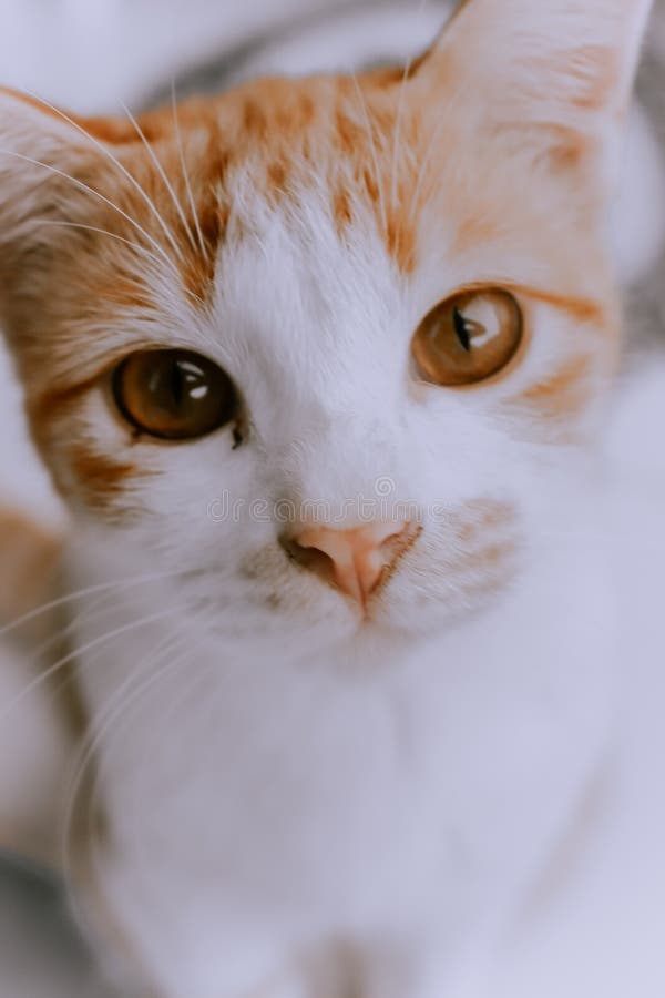 Kitten face cutest stock image. Image of kitten, face - 211072515