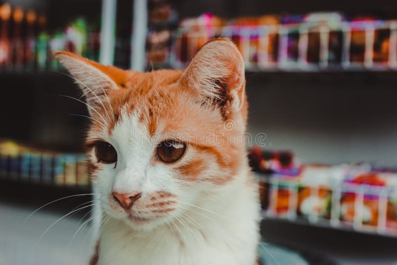 Kitten face feel so cute stock photo. Image of kitten - 211072490