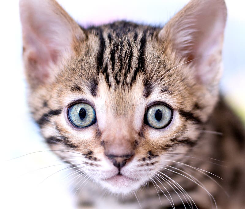 Kitten face portrait stock photo. Image of front, camera - 104202582