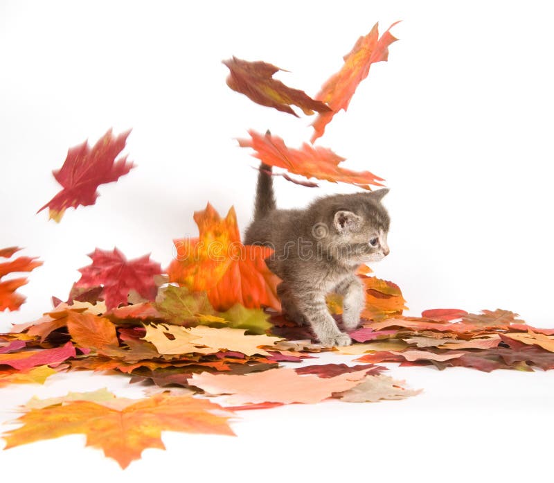 Kitten and fall leaves stock photo. Image of animal, fall - 9430674