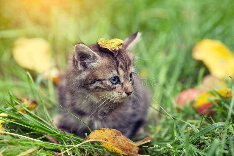 Kitten with Fallen Leaf on the Head Stock Photo - Image of leaf, autumn ...