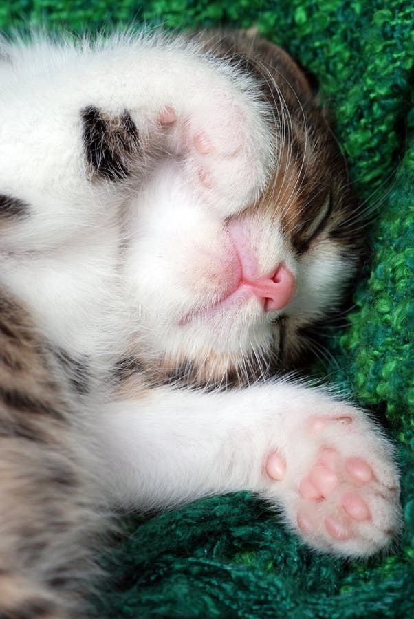 Kitten falling asleep stock photo. Image of tired, baby - 4056266