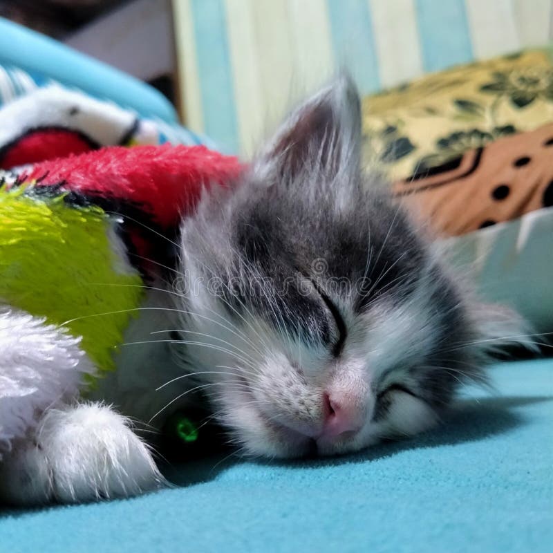 The kitten is fast asleep stock image. Image of fast - 251256299