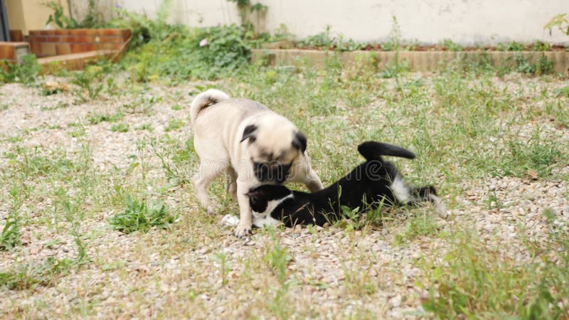 Cat vs pug in the wild stock footage. Video of family - 228146526