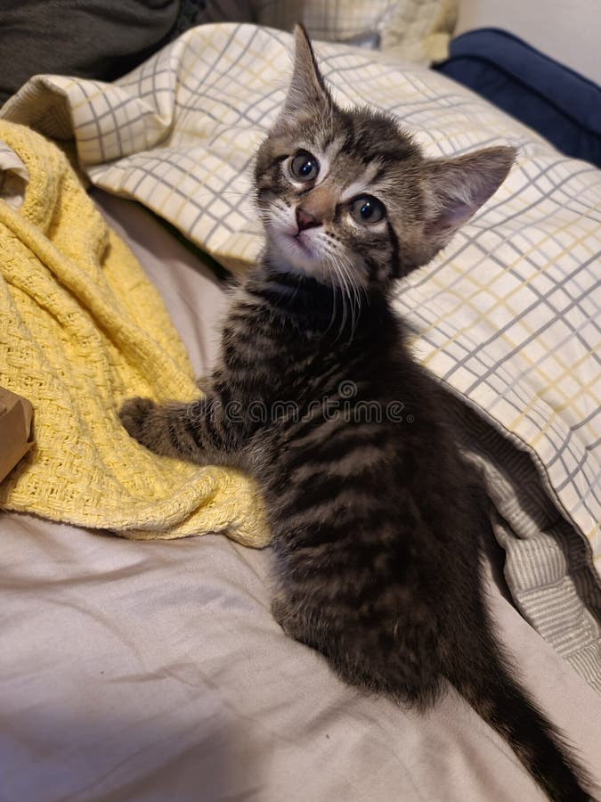 Kitten First Day at Home stock image. Image of adopted - 252849671