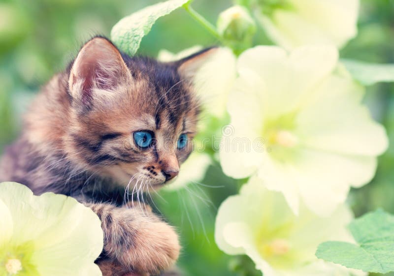 Kitten in flowers stock image. Image of outdoor, kitty - 40898415