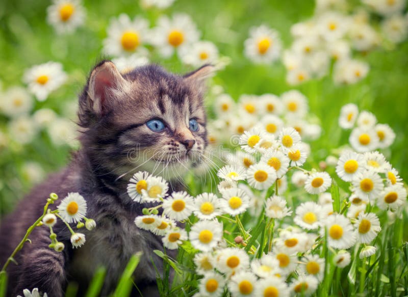 Kitten in flowers stock image. Image of relax, outdoor - 57855529