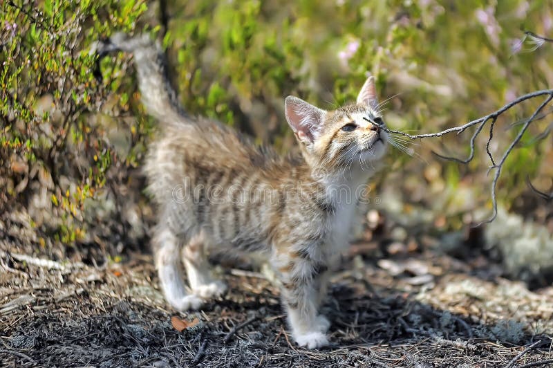 Kitten in the forest stock image. Image of nature, grass - 43021123