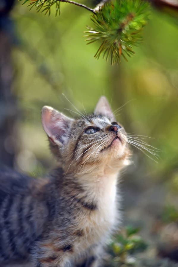 Kitten in the forest stock photo. Image of home, cute - 43087008