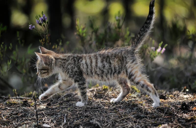 Kitten in the forest stock photo. Image of home, cute - 43087008