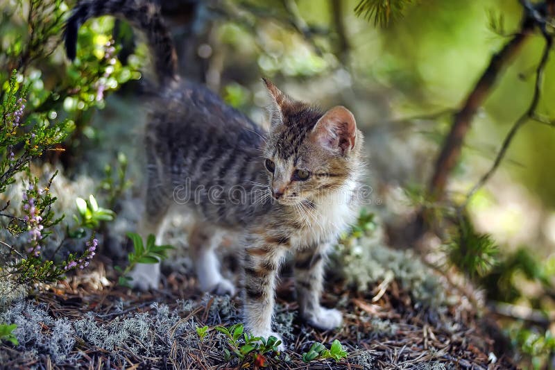 Kitten in the forest stock photo. Image of forest, animal - 43086788