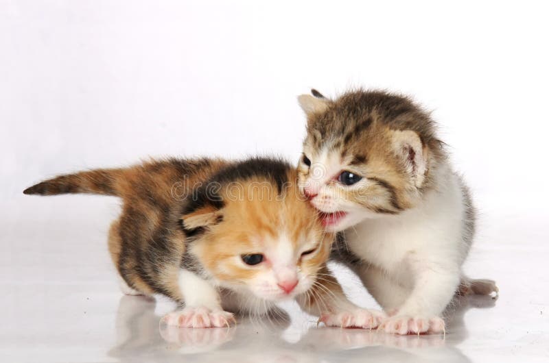 Two newborn kittens stock photo. Image of cats, pets, friendly - 2405604