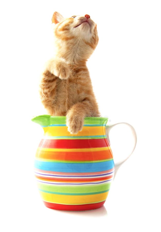 Tiny kitten in tea cup stock image. Image of mammal, white - 3080167