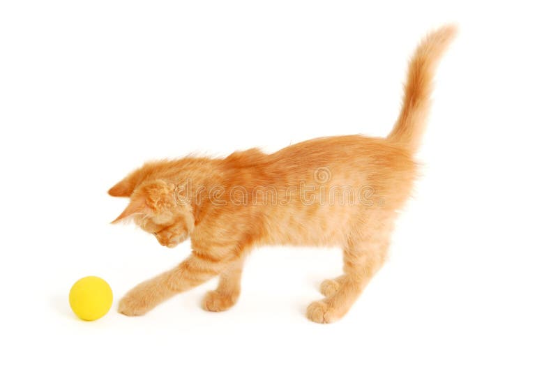 Catch the ball stock photo. Image of beautiful, bright - 2558384