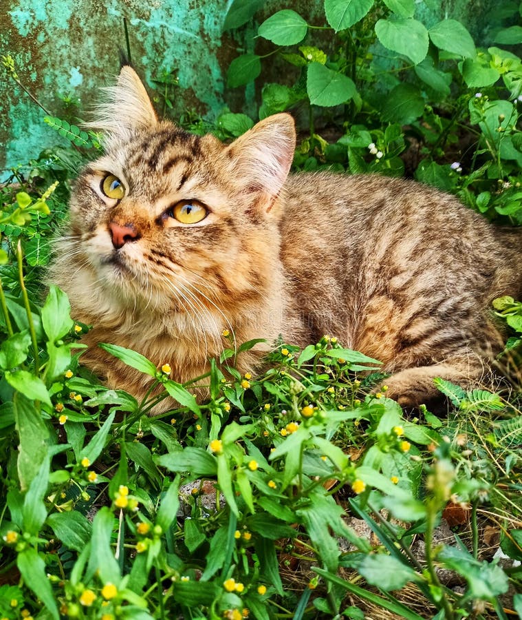 Kitten garden cat animal stock image. Image of wildlife - 270135139